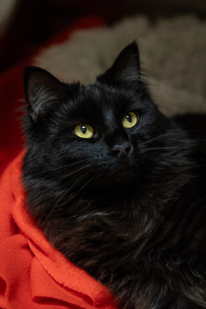 Cogsworth - Bide Awhile