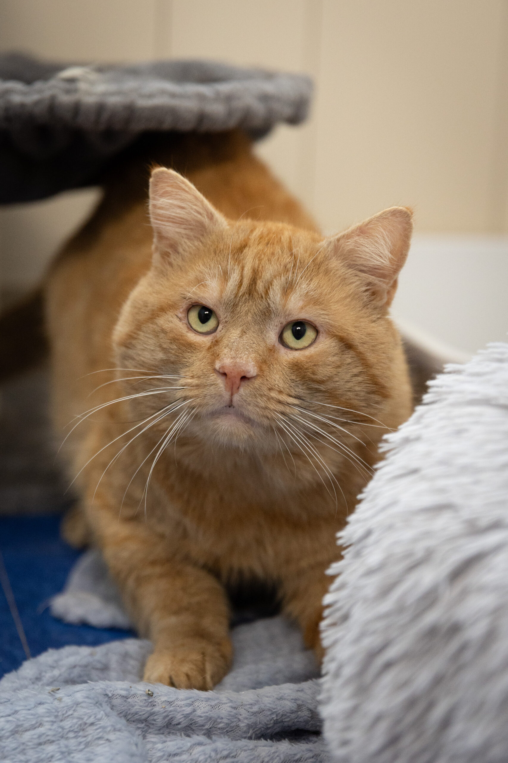 Tony the Tiger - Bide Awhile